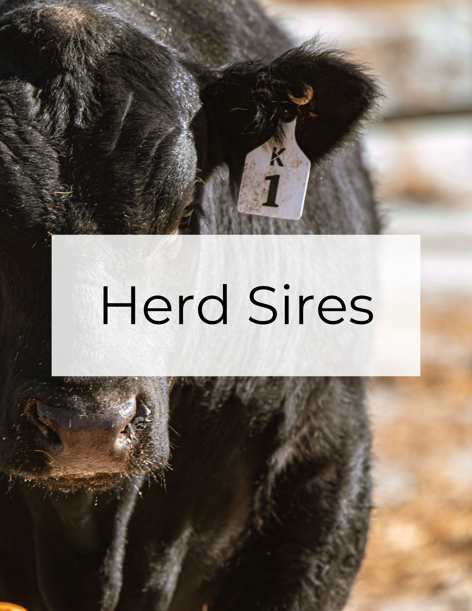 K-LER Cattle | Home | klercattle